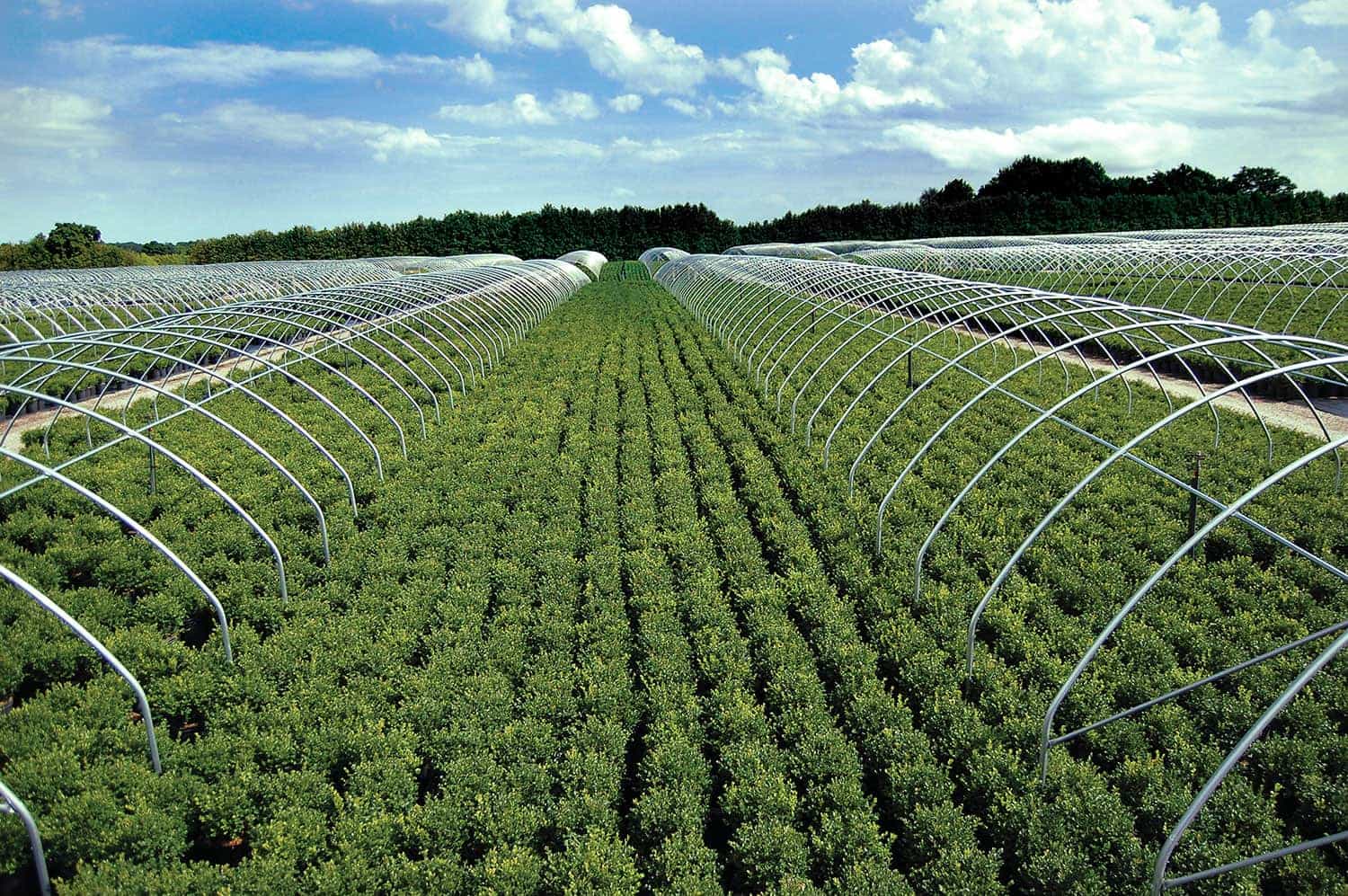 FAQs - Sheridan Nurseries