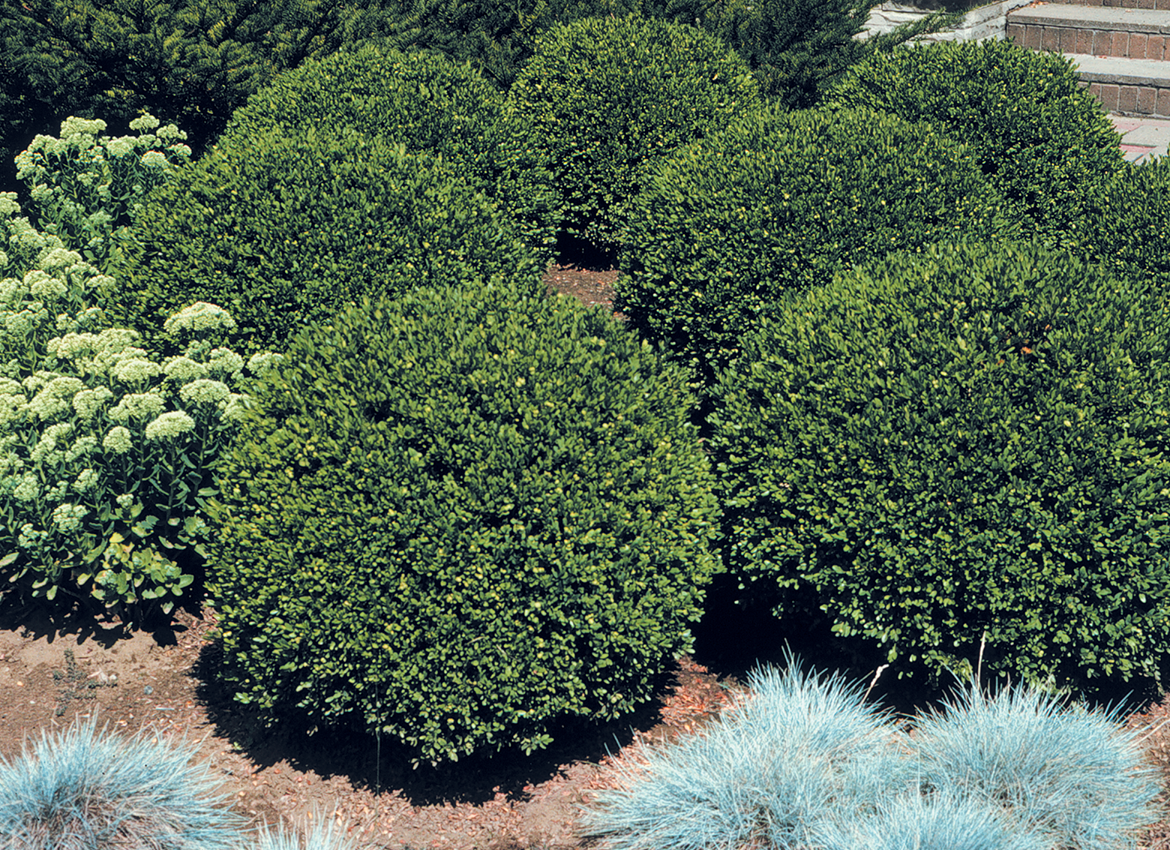 Landscaping with Boxwoods - Sheridan Nurseries