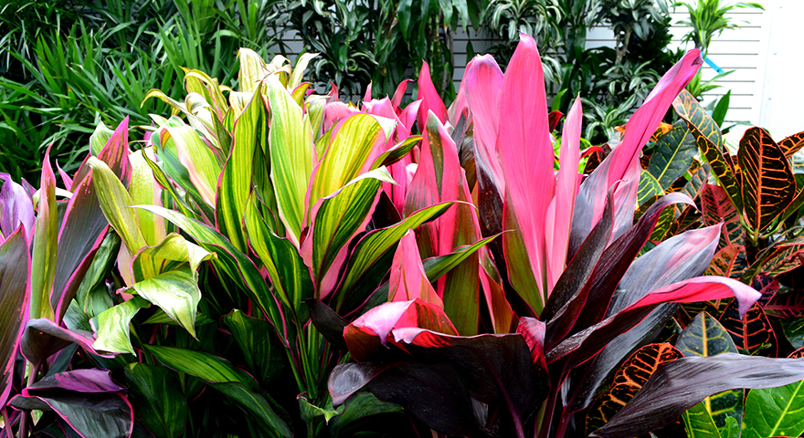 Tropical Plants for Your Garden or Patio - Sheridan Nurseries
